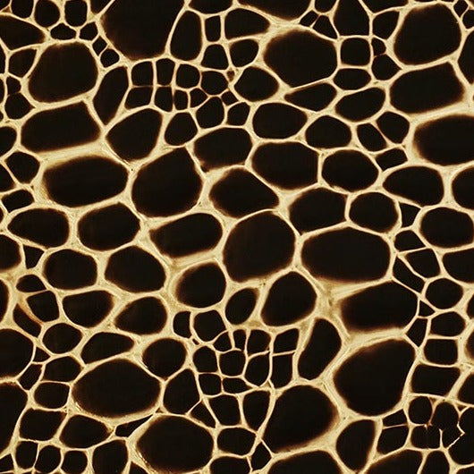 Galapagos Tortoise Shell – Tiger Leather