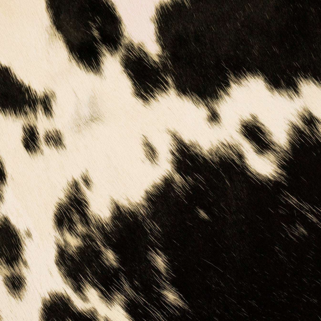 Opaline Appaloosa – Tiger Leather