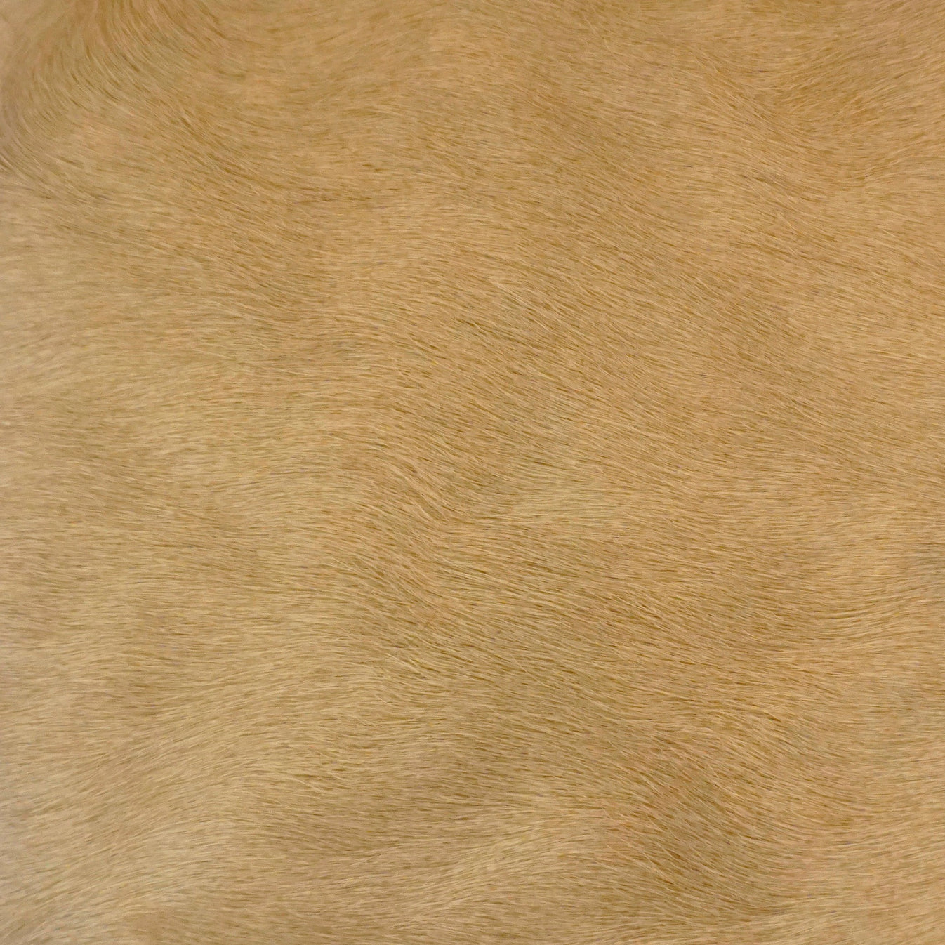 Opaline Biscotti – Tiger Leather